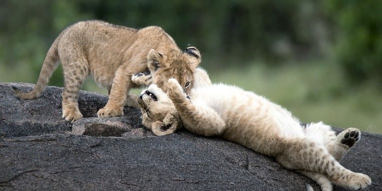 Join the Animals In The Wild Photo Contest and win Tamron AF 18-200mm ...